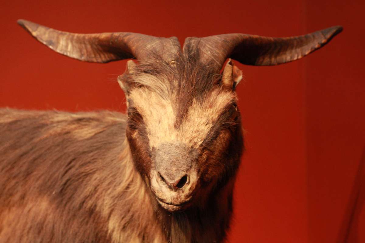 Bode Iôiô, em exposição no Museu do Ceará, será tema de escola de samba ...