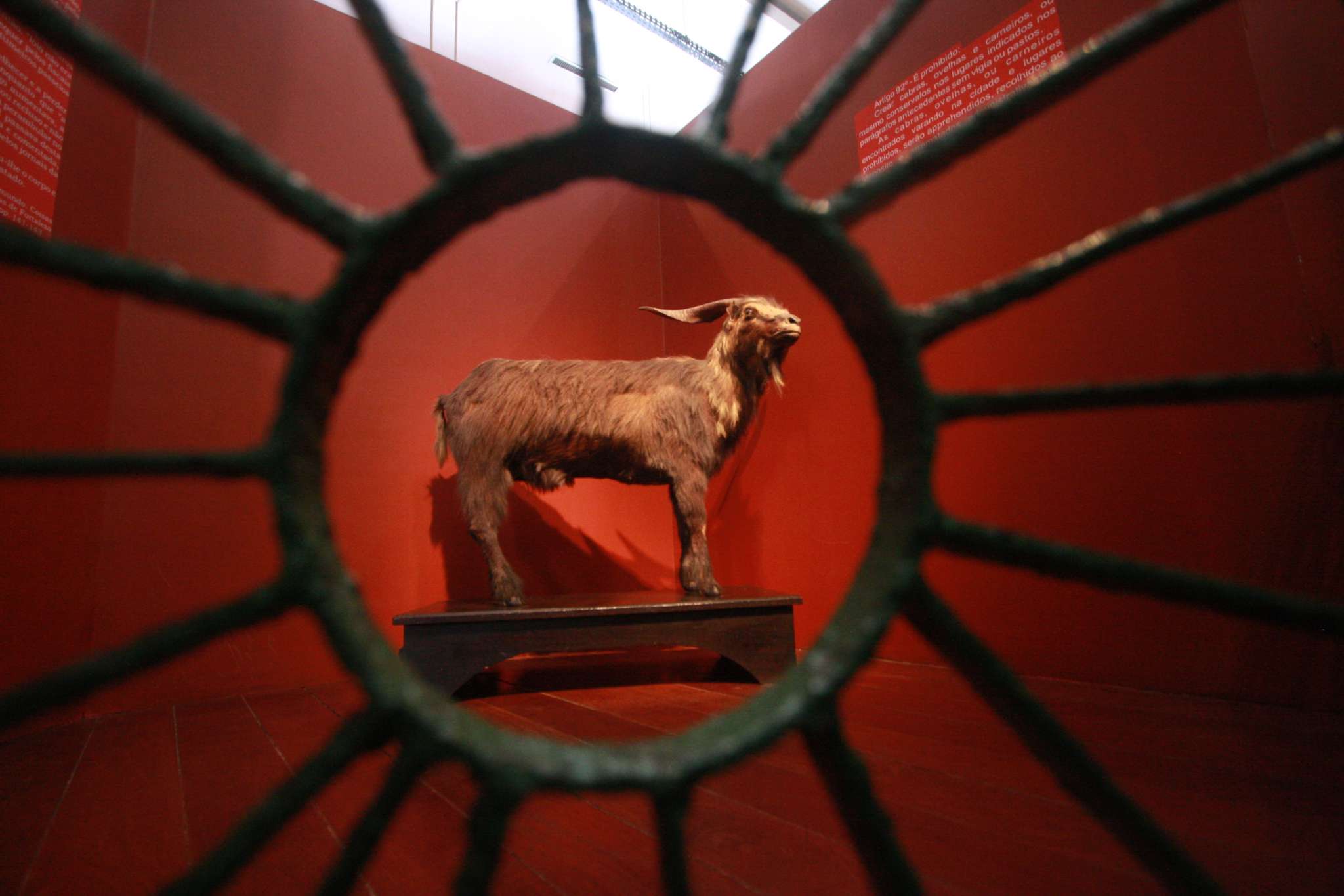 “Ioiô Itinerante”: Bode Ioiô chega para visitação gratuita, de 4 a 20 ...