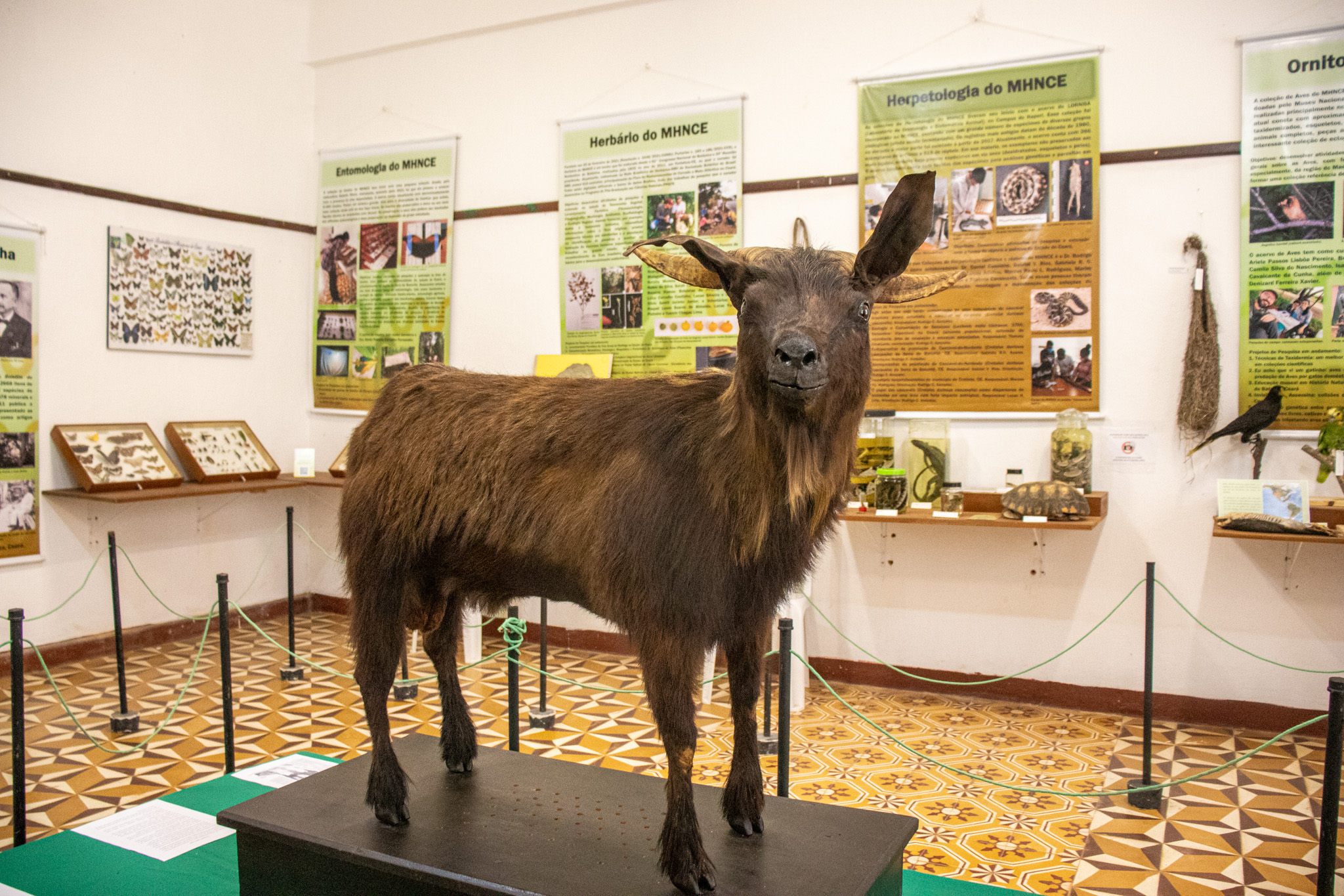 Após restauro completo e exposição inédita em Pacoti, Bode Ioiô volta ...
